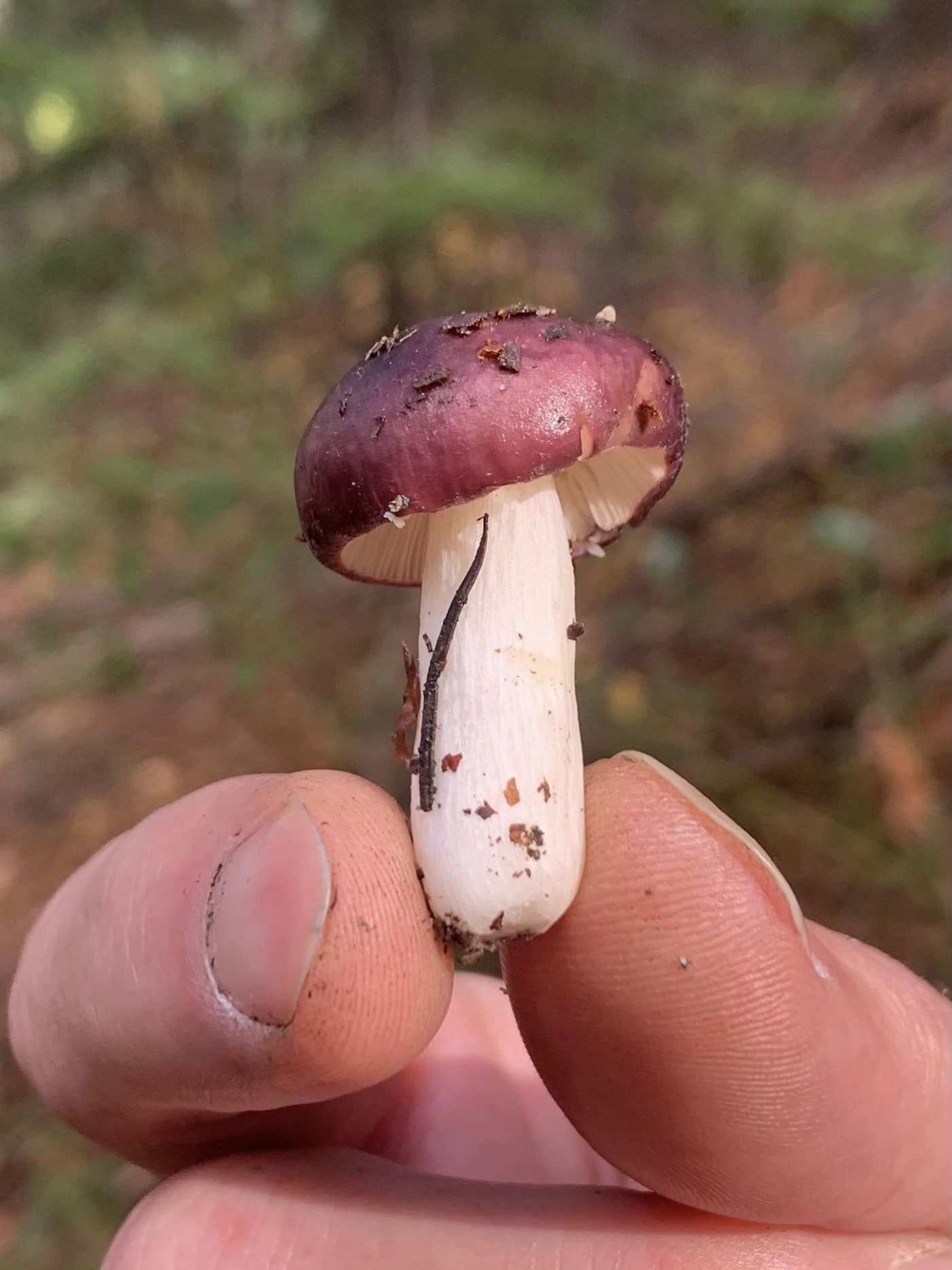 Nature Walk Series – Siskiyou Land Trust